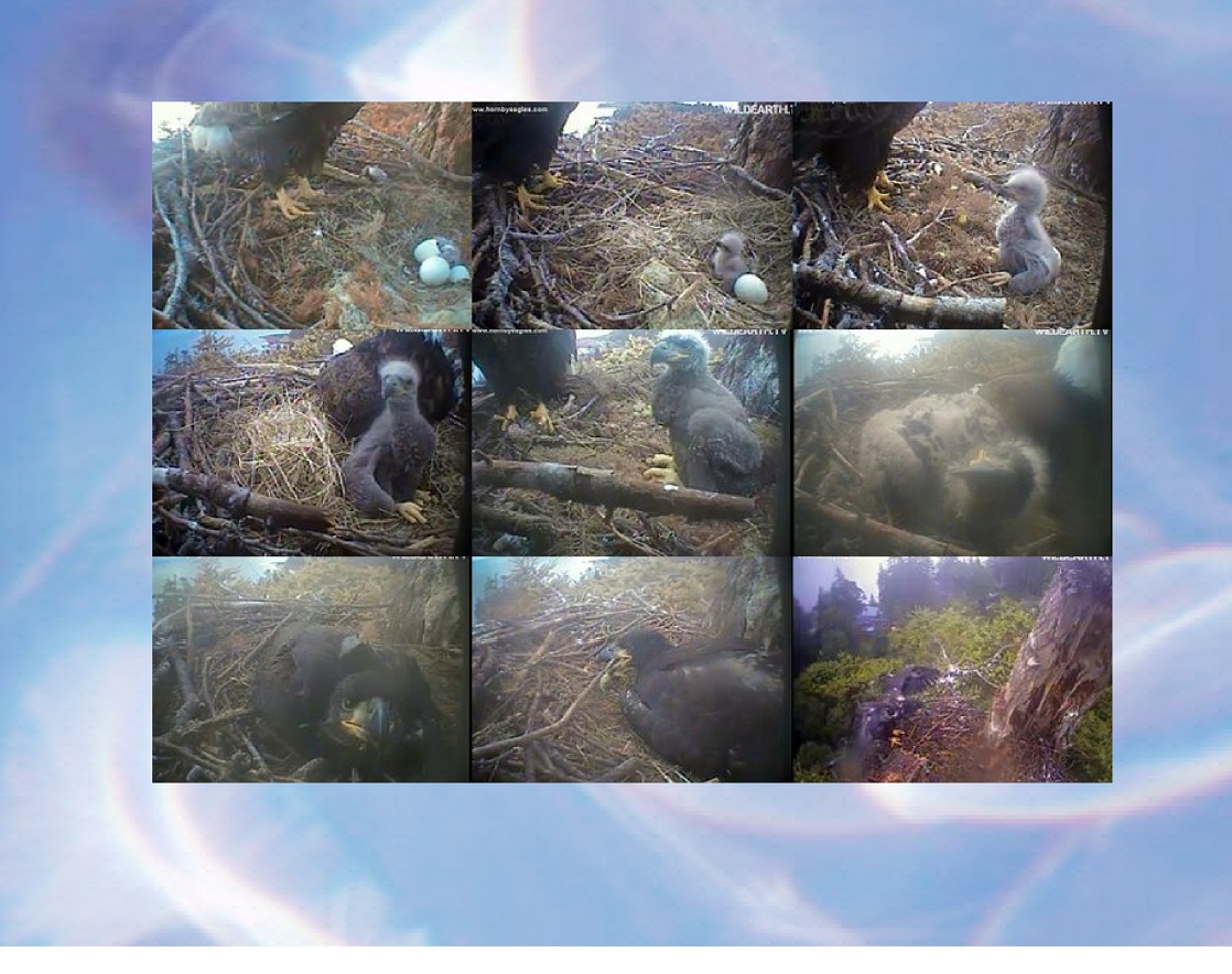 Remarkably nurtured by a mother and father eagle… Berry College Baby ...