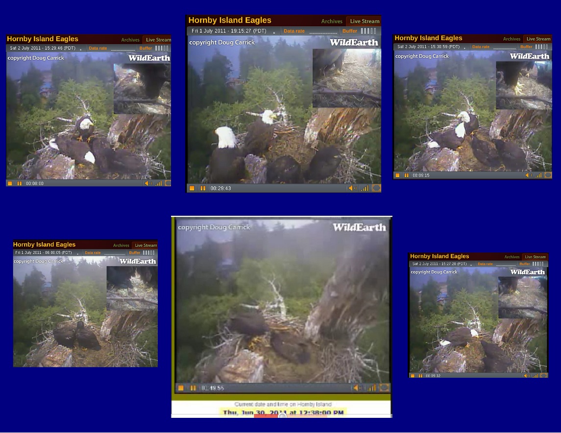 Remarkably nurtured by a mother and father eagle… Berry College Baby ...