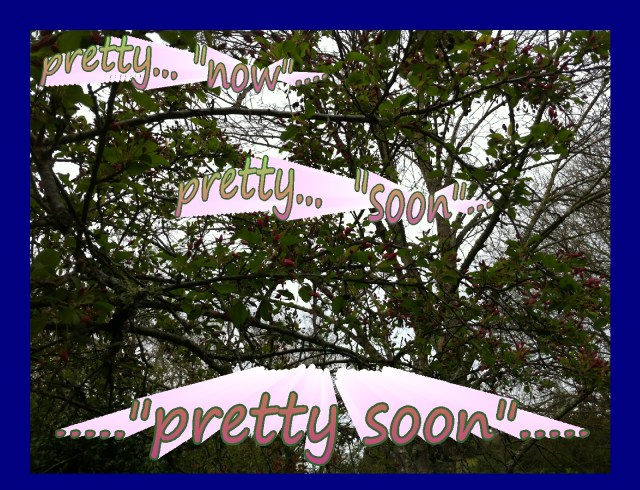 Anticipation!…Springtime blossoming! …pretty, now… pretty, soon ...