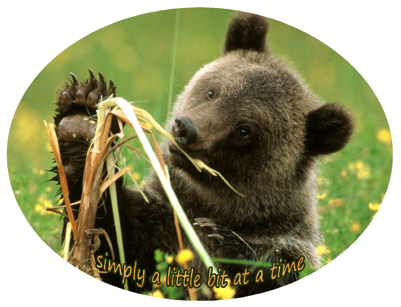 a little bit…a little bit…simply a little bit at a time… | Pocket ...